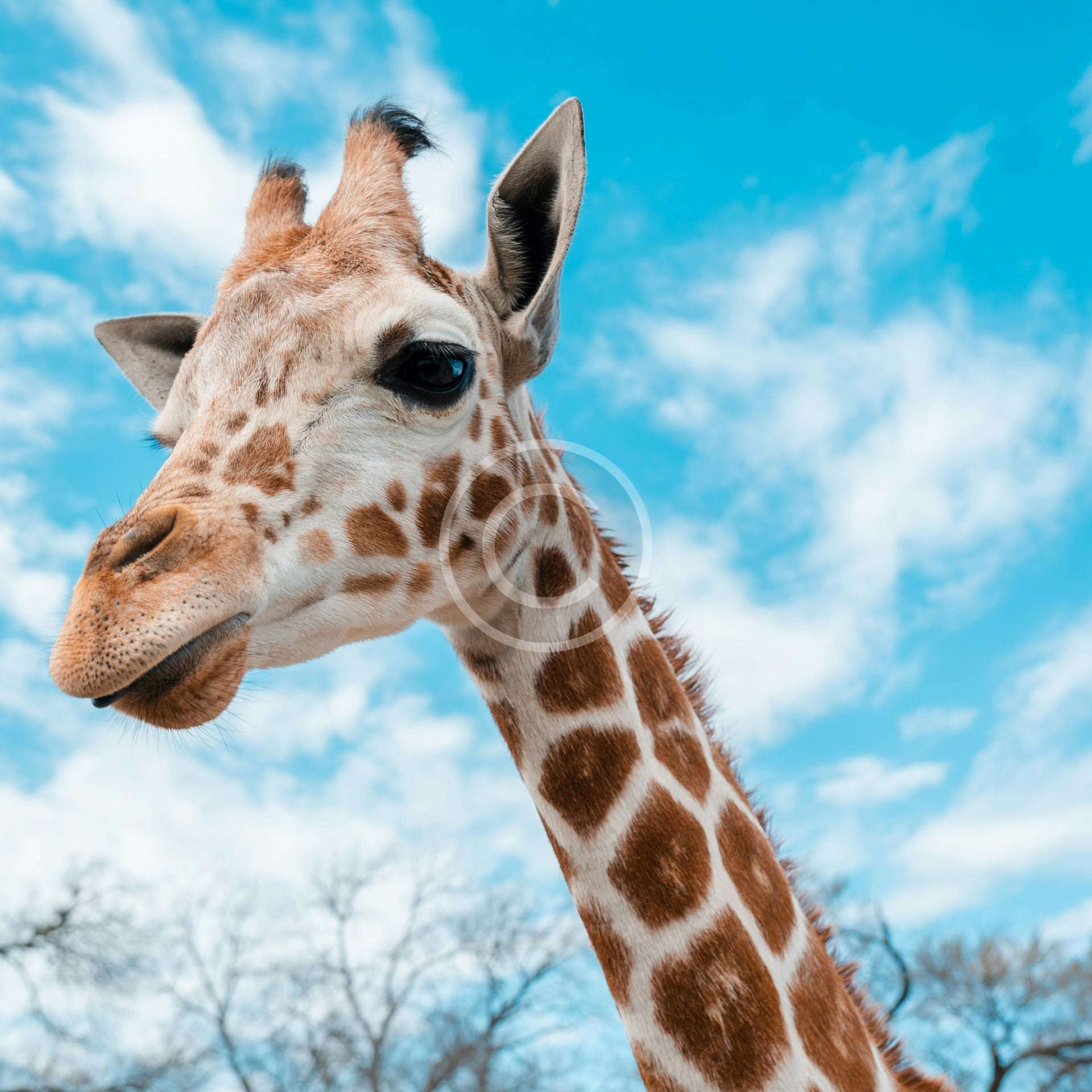 Behind the Scenes: A Day in the Life of an Experienced Zookeeper ...